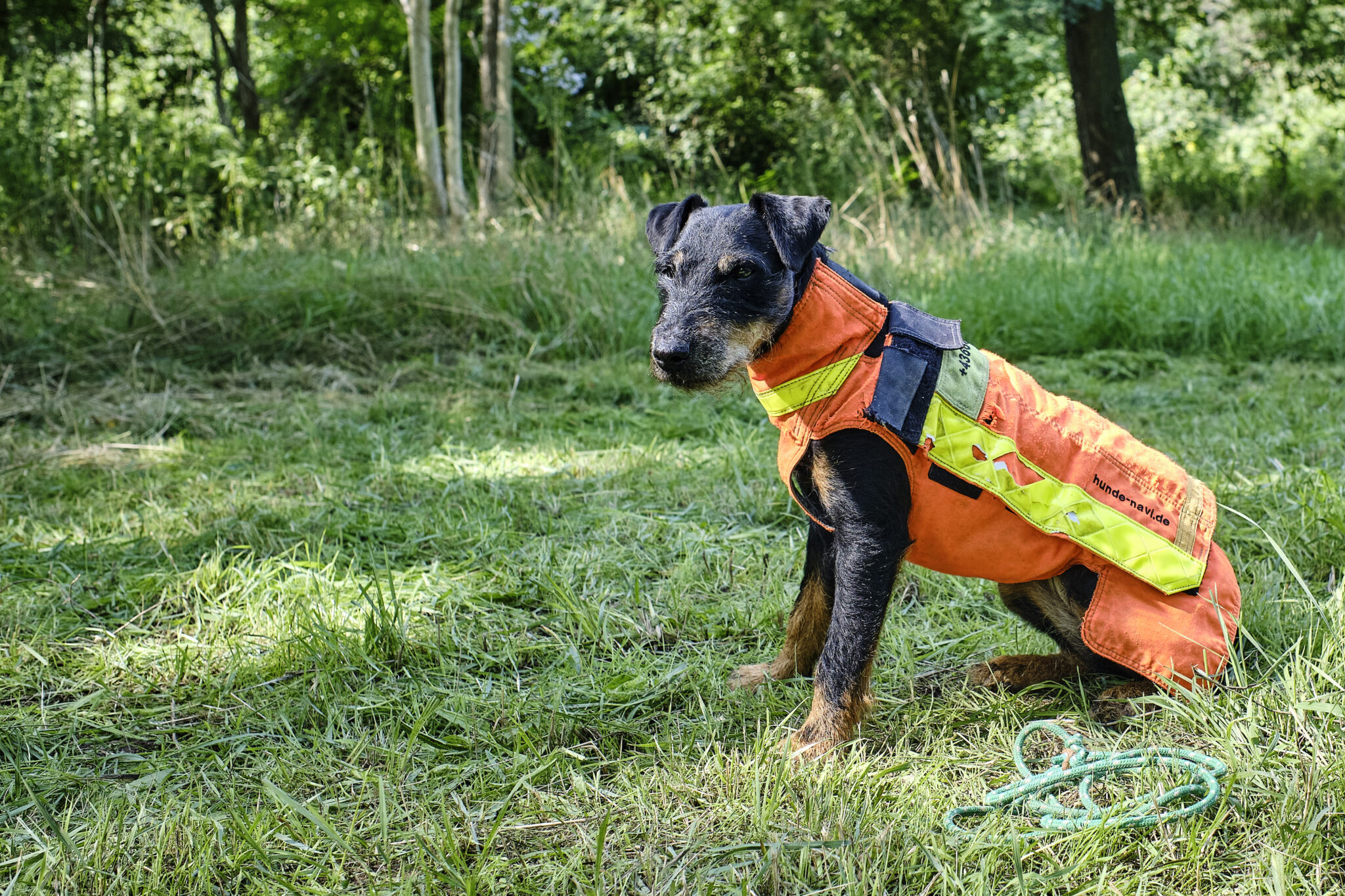 Jagdhunde erfüllen wichtigen Auftrag - Niederösterreichischer ...